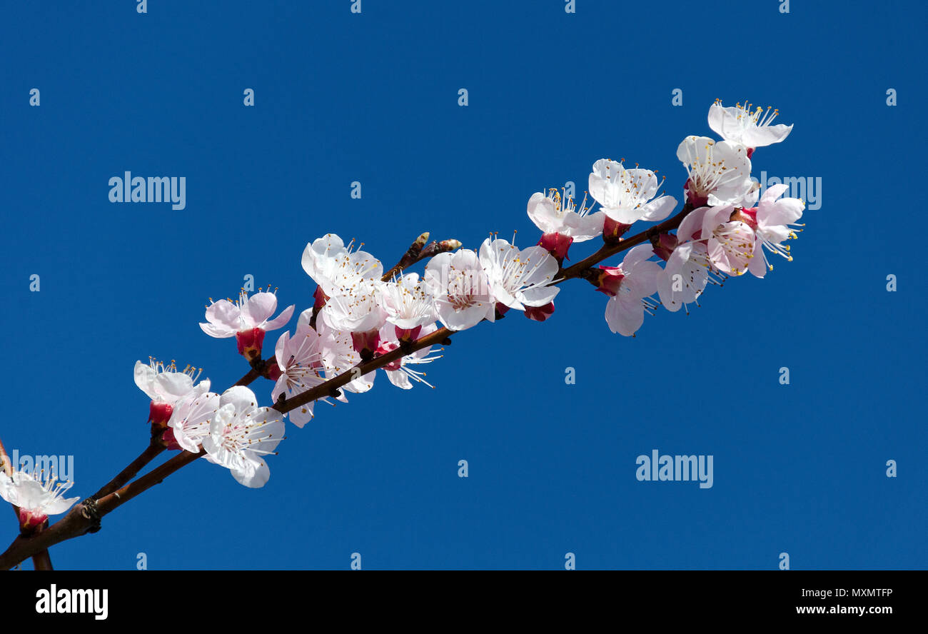 Branch in bloom hi-res stock photography and images - Alamy