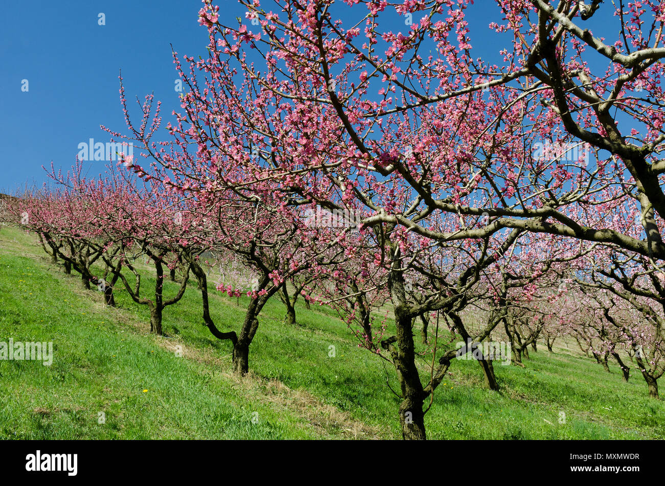 Peach trees in blossom hi-res stock photography and images - Alamy