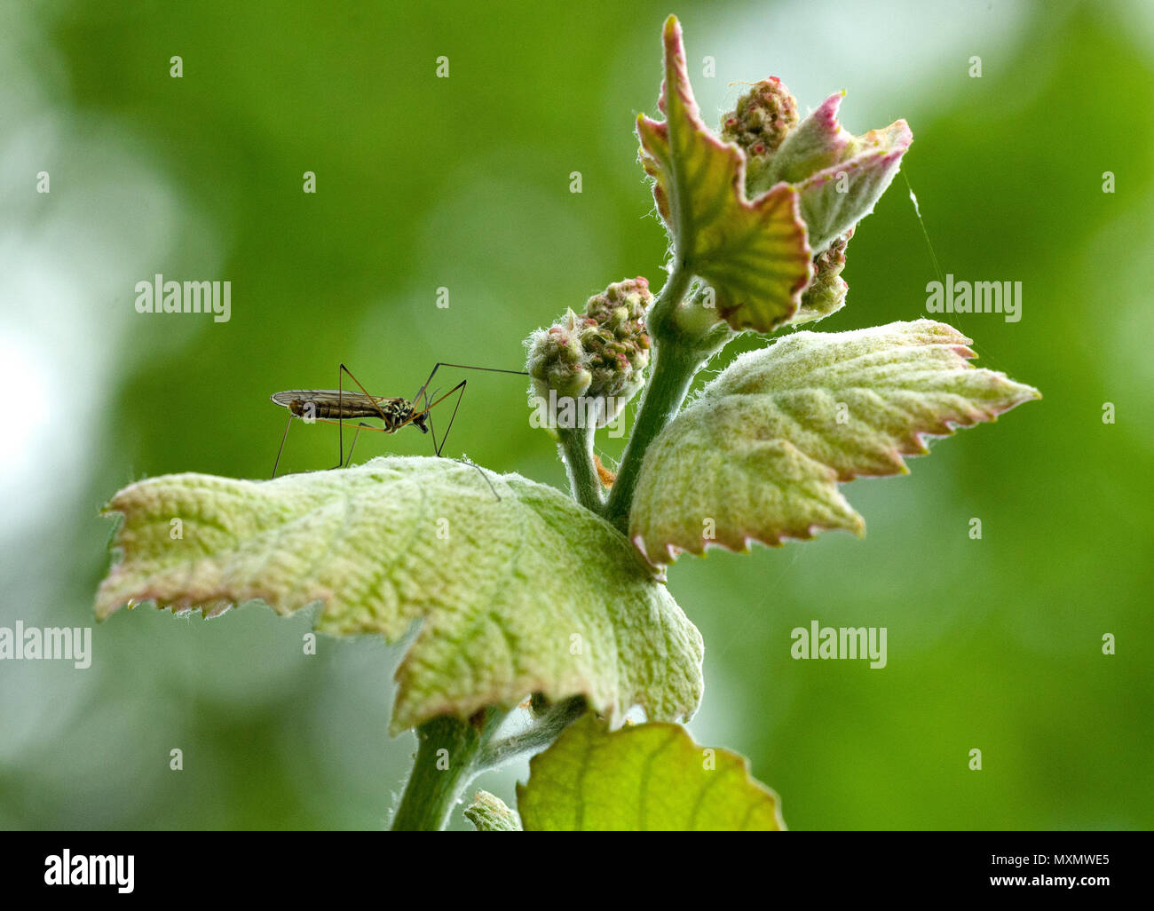 Monferrato, Piemonte, Italy: bud and leaves of grape Stock Photo - Alamy