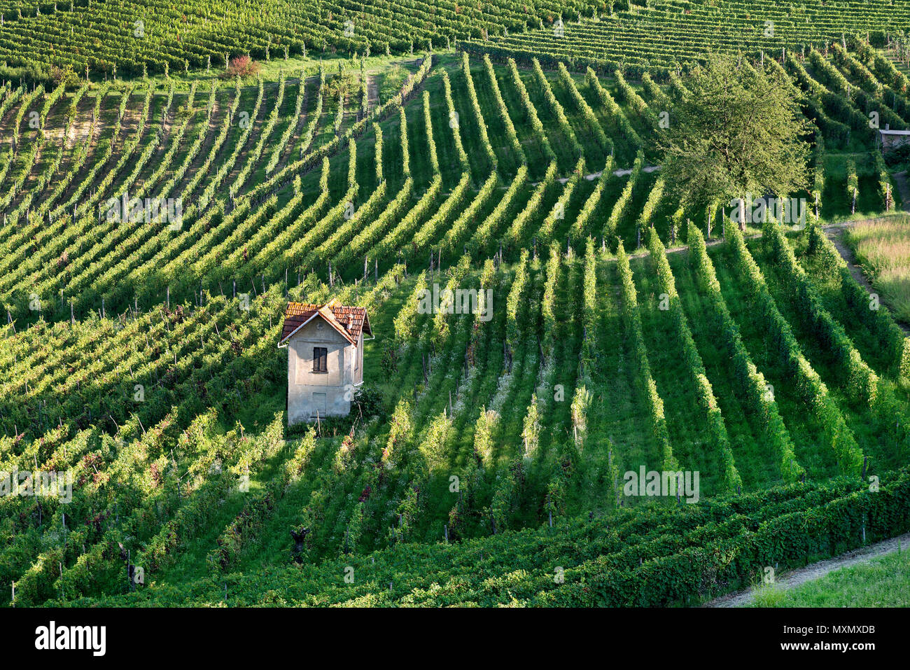 Italy,panorama of vineyards of Piedmont: Langhe-Roero and Monferrato on ...