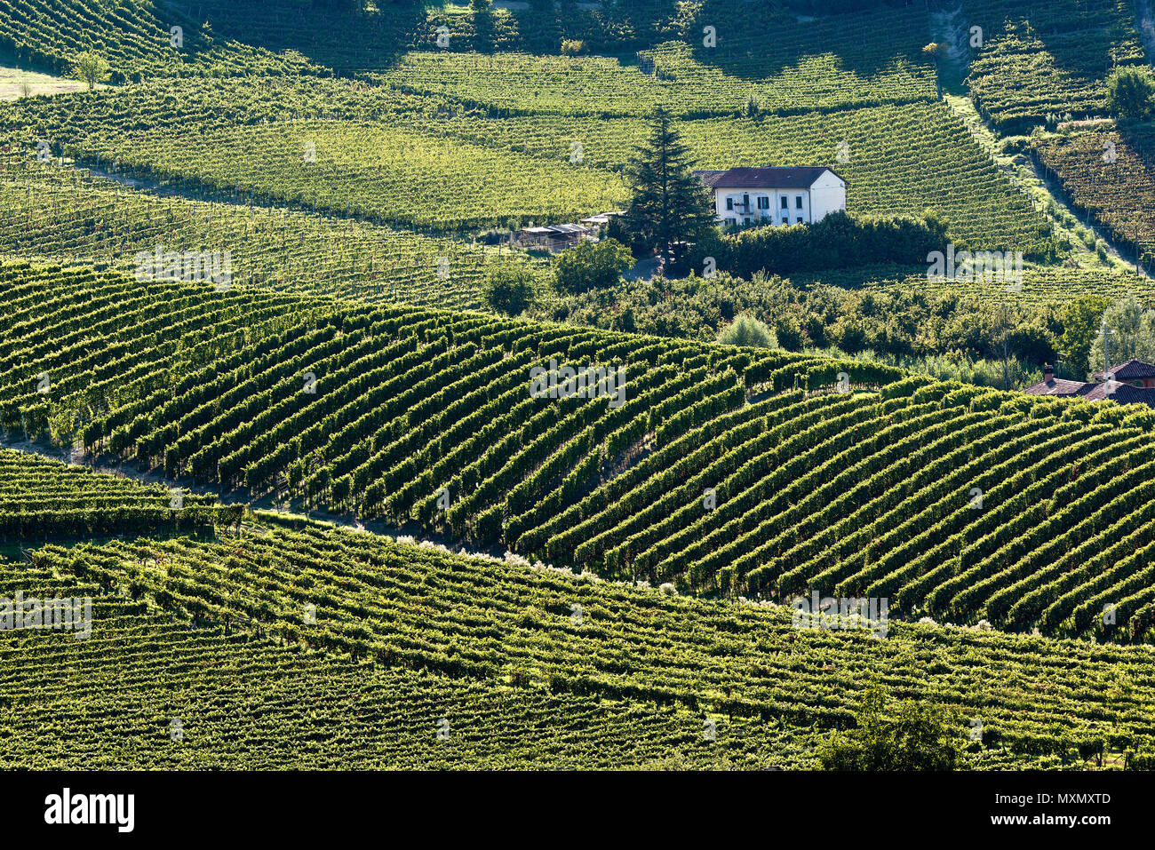 Italy, panorama of vineyards of Piedmont: Langhe-Roero and Monferrato ...