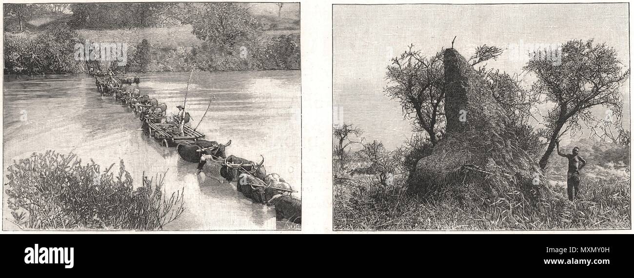 Ant Hill South Africa High Resolution Stock Photography and Images - Alamy