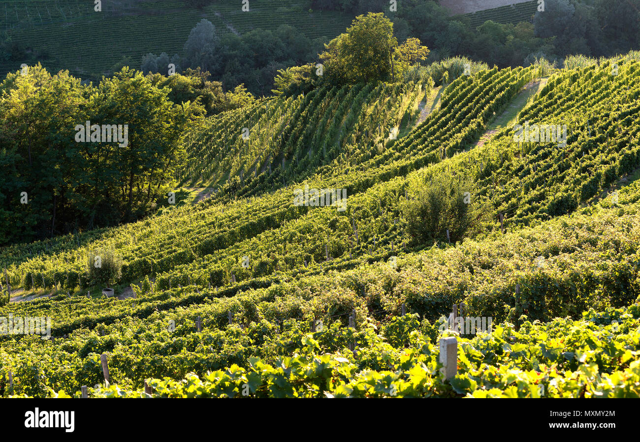 Italy, panorama of vineyards of Piedmont: Langhe-Roero and Monferrato ...