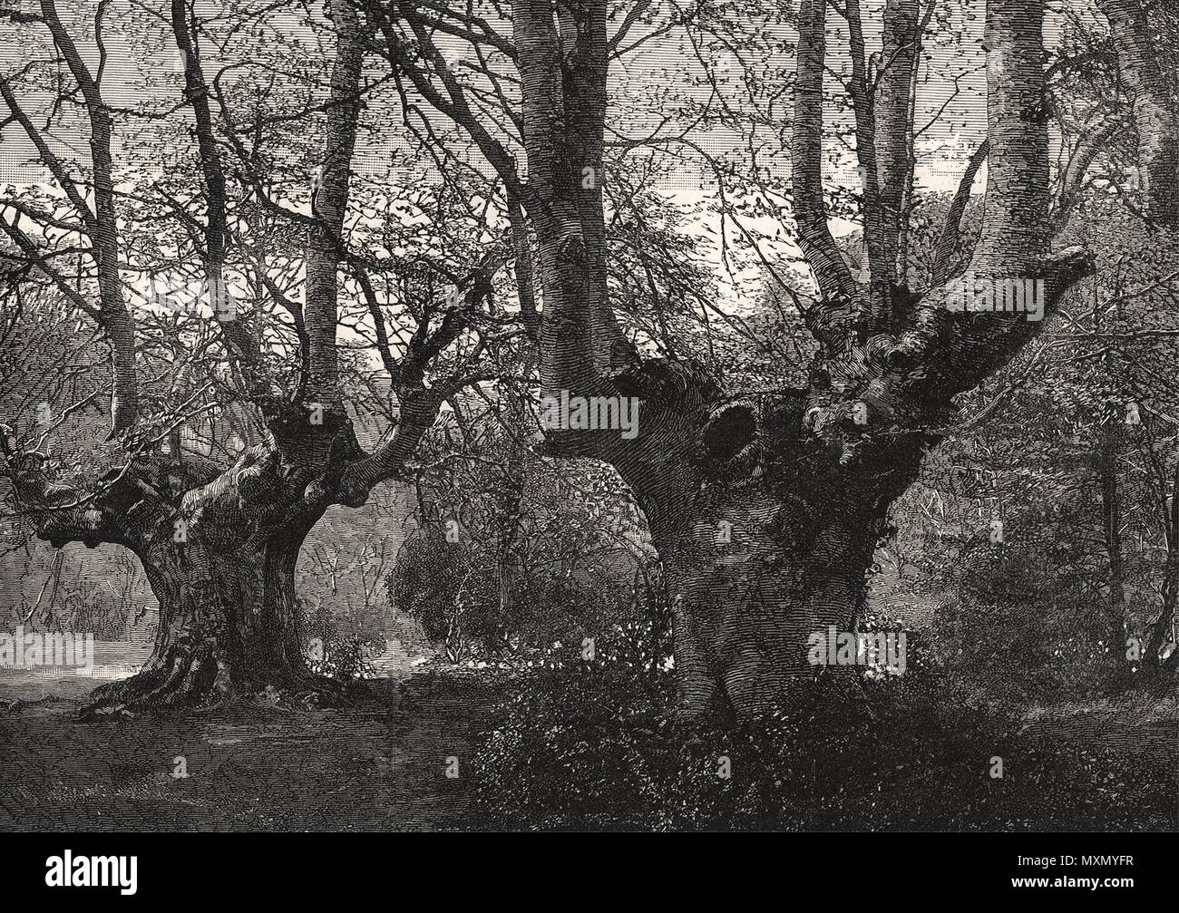 Spring time at Burnham Beeches. Buckinghamshire 1883. The Illustrated ...