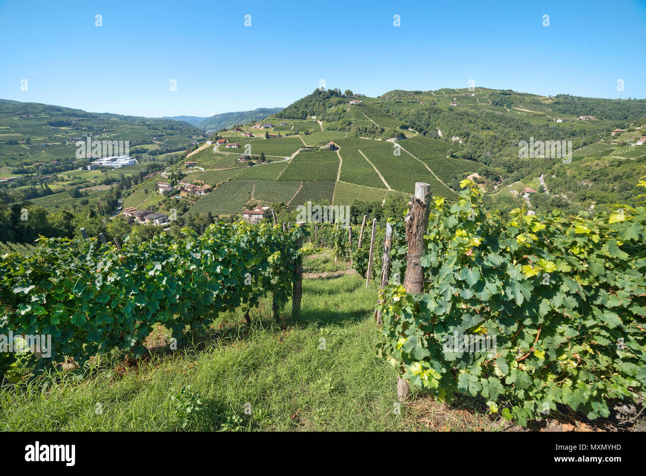 Italy, panorama of vineyards of Piedmont: Langhe-Roero and Monferrato ...