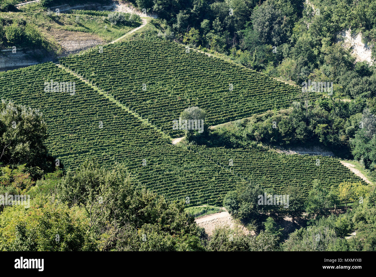 Italy, panorama of vineyards of Piedmont: Langhe-Roero and Monferrato ...