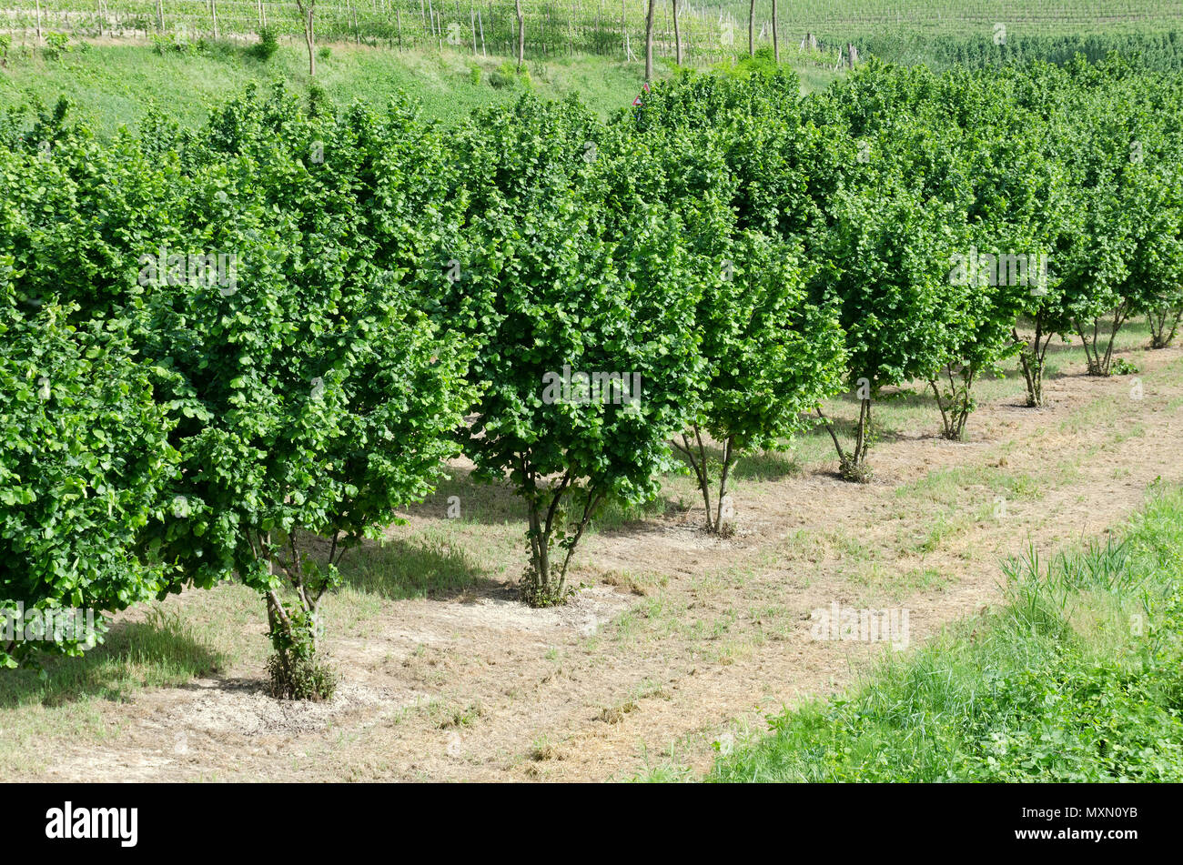 Hazelnut plant hi-res stock photography and images - Alamy