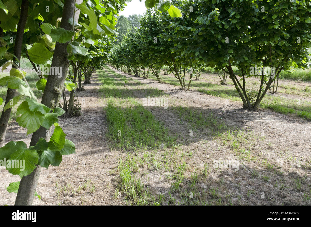 Hazelnut plant hi-res stock photography and images - Alamy