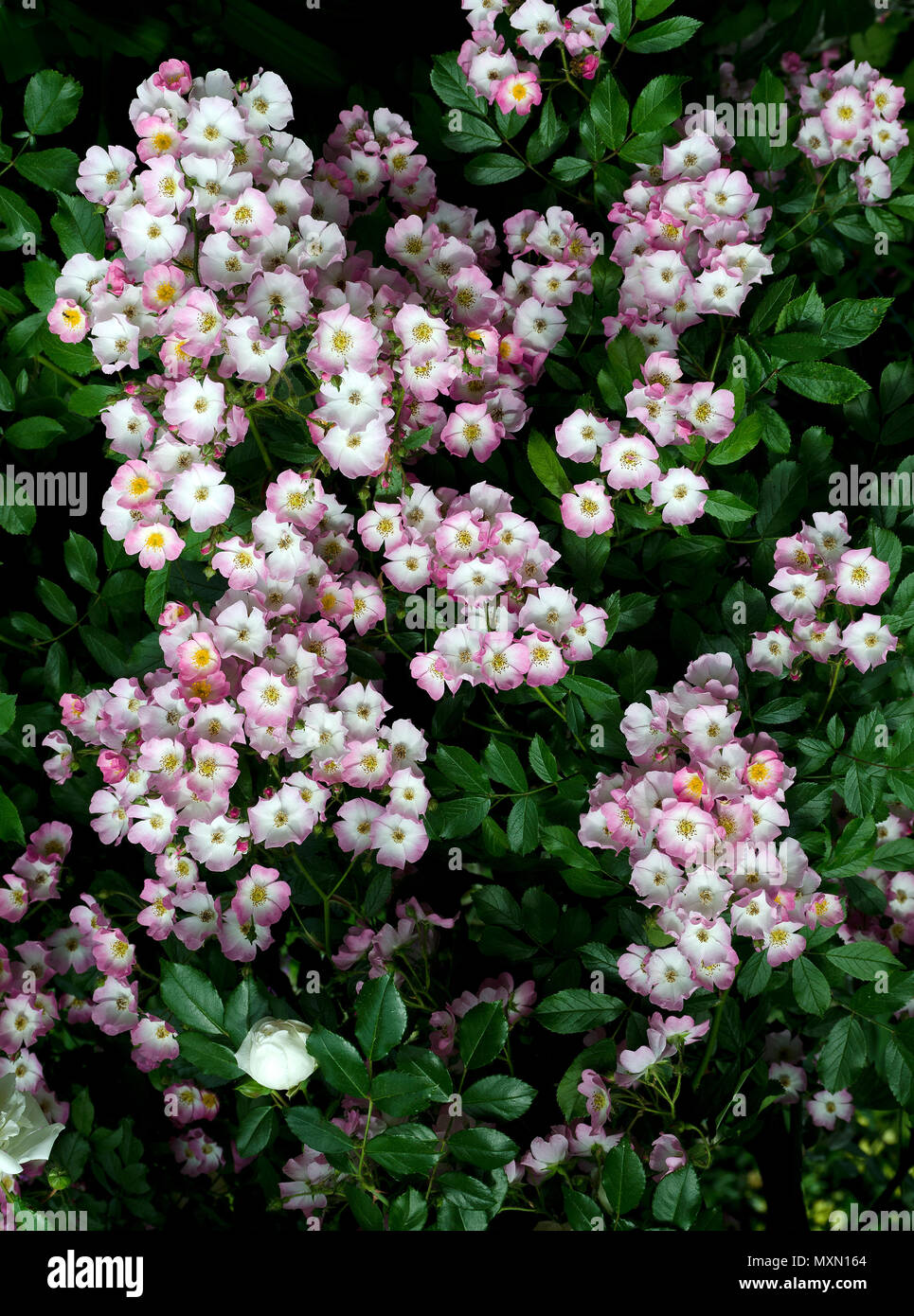 Ballerina rose bush hi-res stock photography and images - Alamy