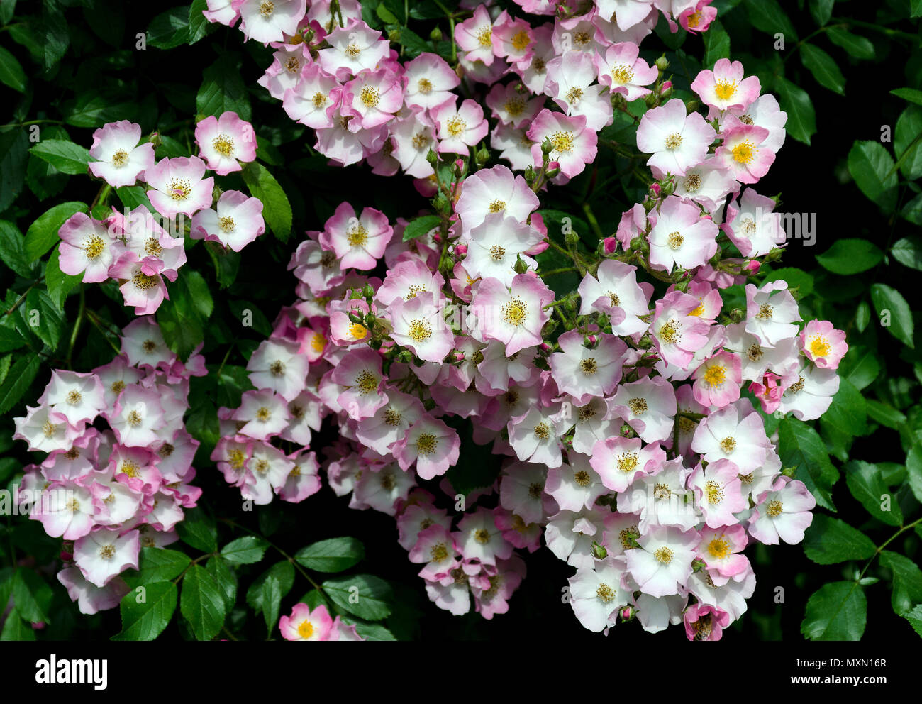 Ballerina rose hi-res stock photography and images - Alamy