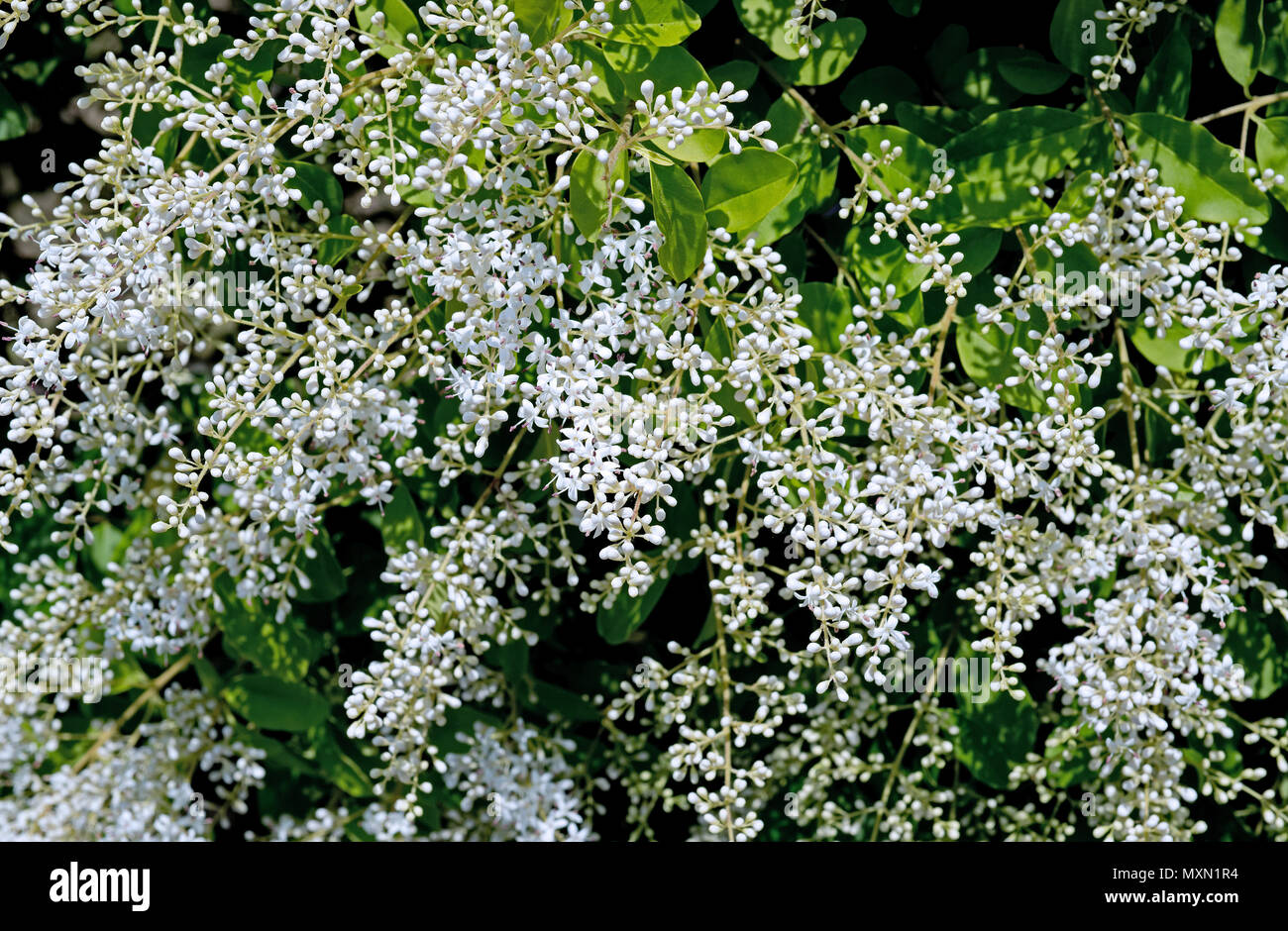 Privet flowers hi-res stock photography and images - Alamy