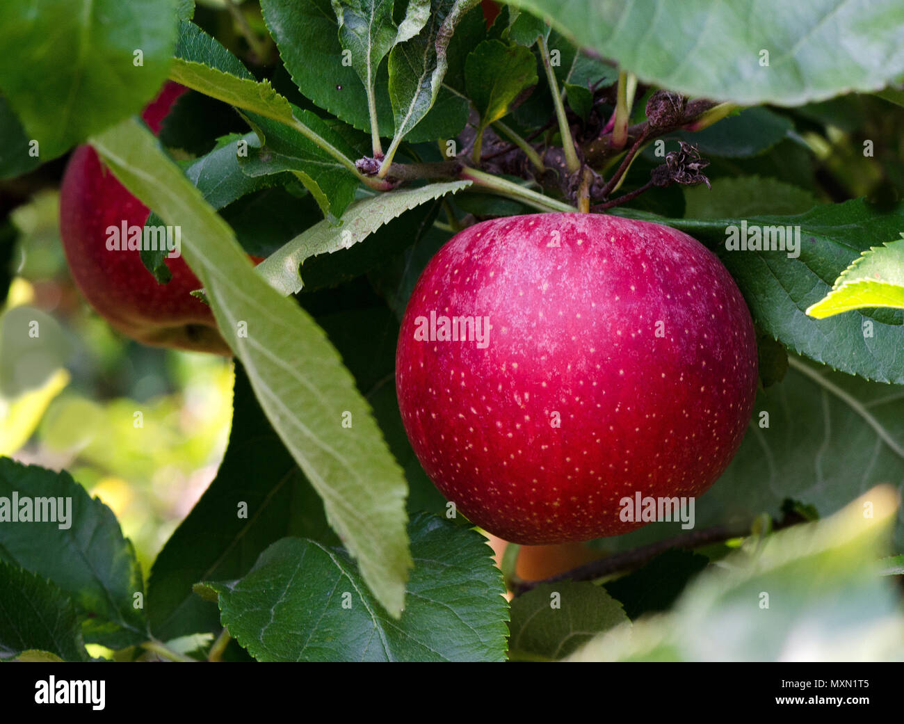 Italy, fruits of Piedmont: Langhe-Roero and Monferrato on the World ...