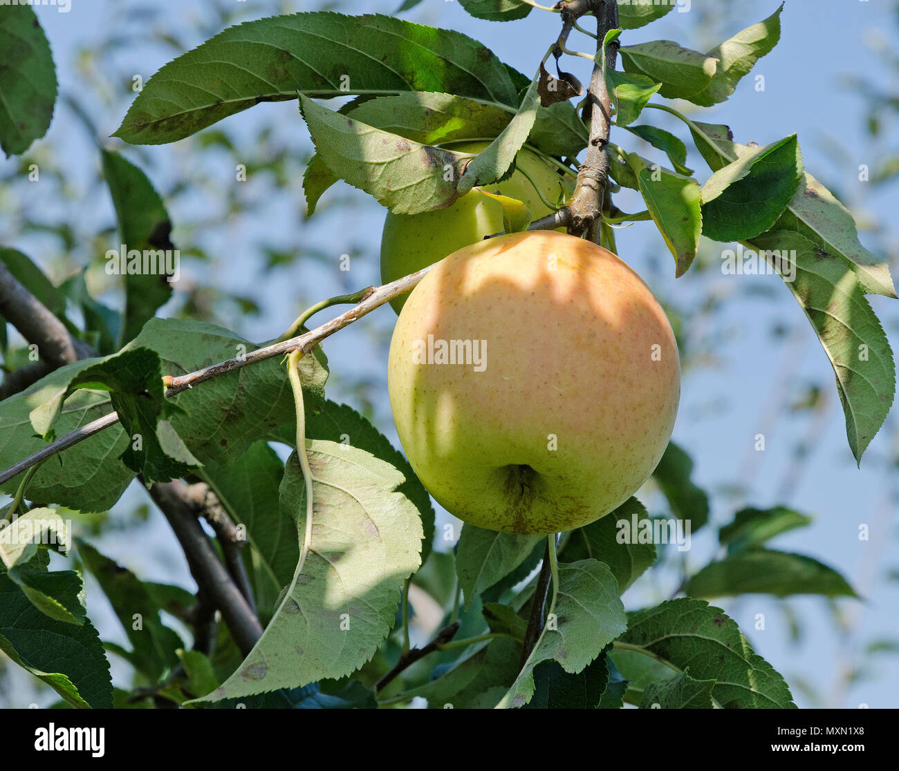 Italy, fruits of Piedmont: Langhe-Roero and Monferrato on the World ...
