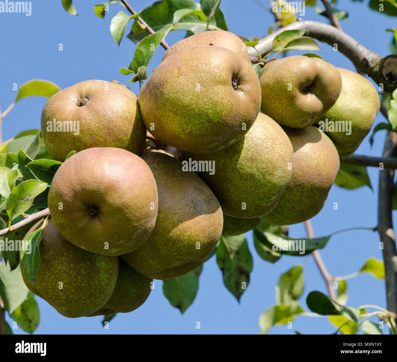 Heritage pears hi-res stock photography and images - Alamy
