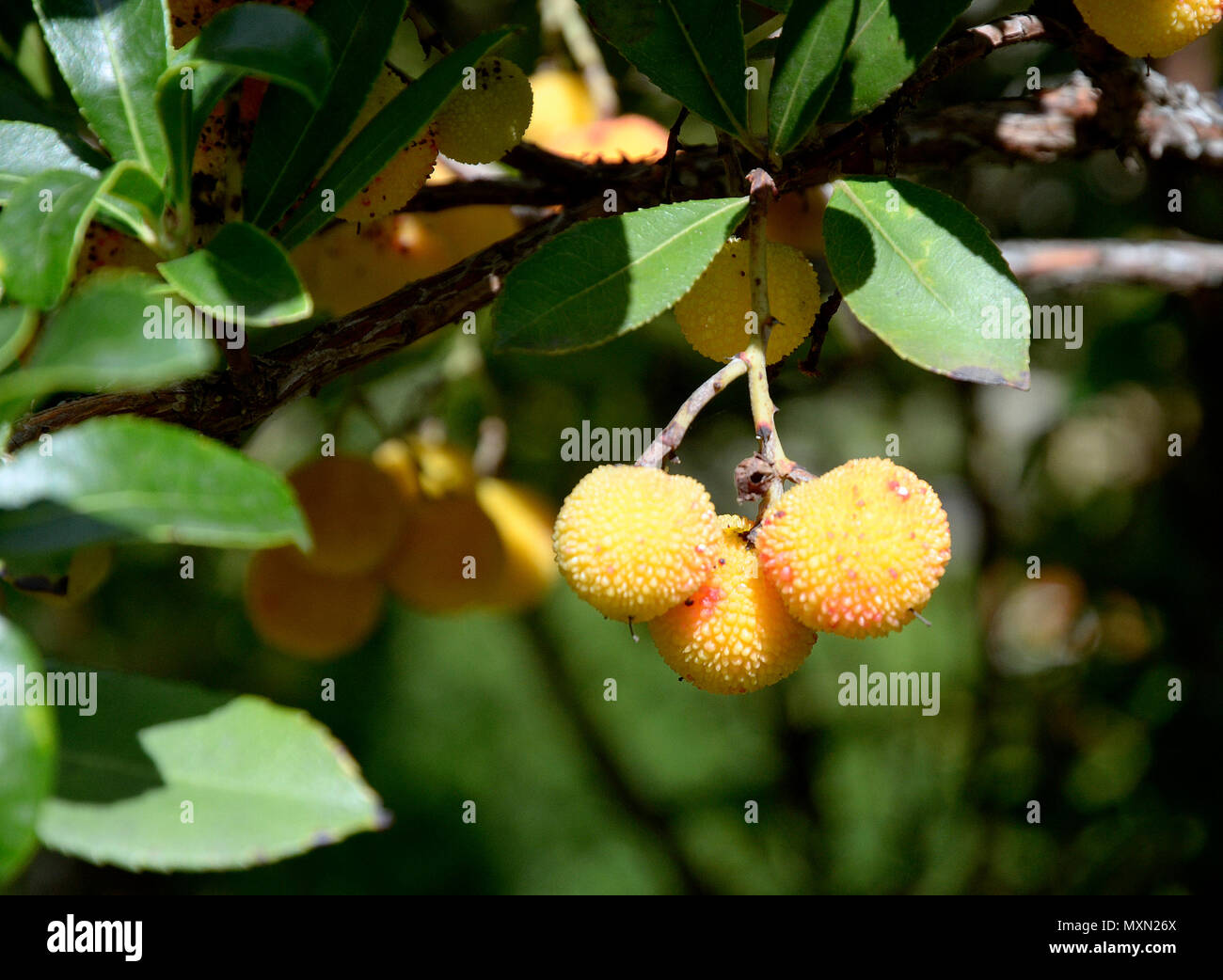 Sardinia,Italy: Strawberry Tree Stock Photo - Alamy
