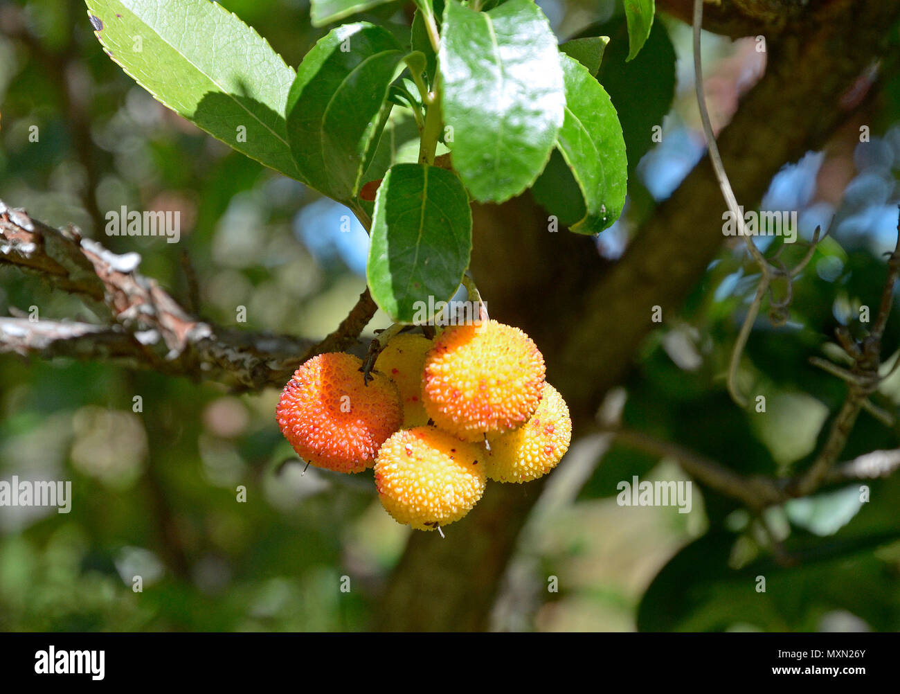 Sardinia,Italy: Strawberry Tree Stock Photo - Alamy