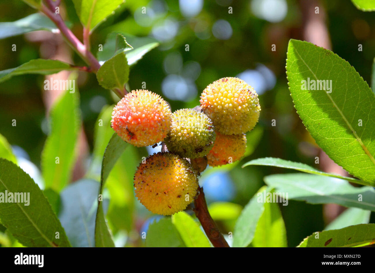 Sardinia,Italy: Strawberry Tree Stock Photo - Alamy