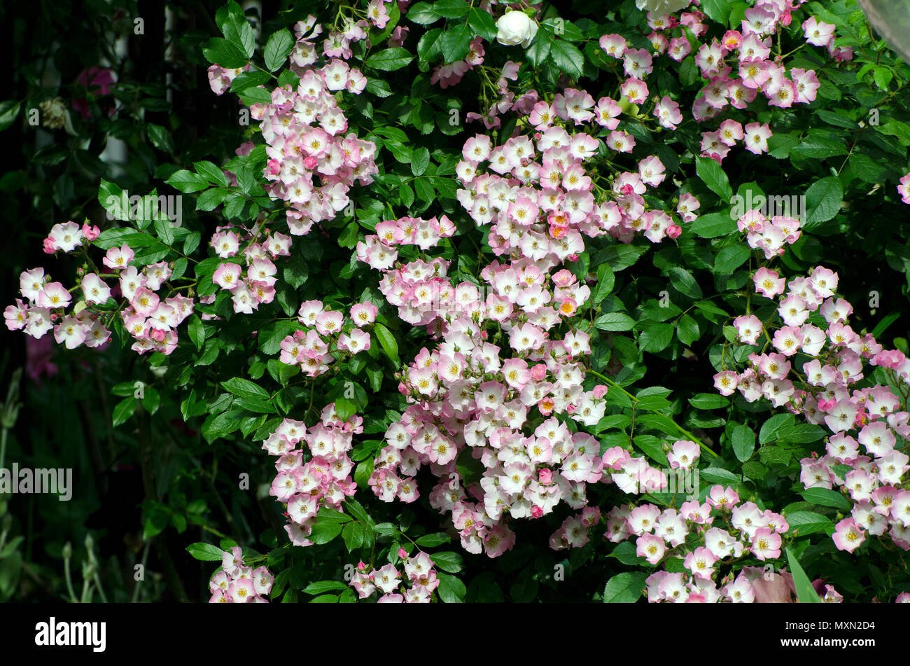 Ballerina rose bush hi-res stock photography and images - Alamy