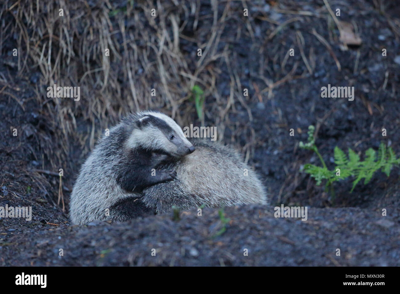 Badger cub hi-res stock photography and images - Alamy