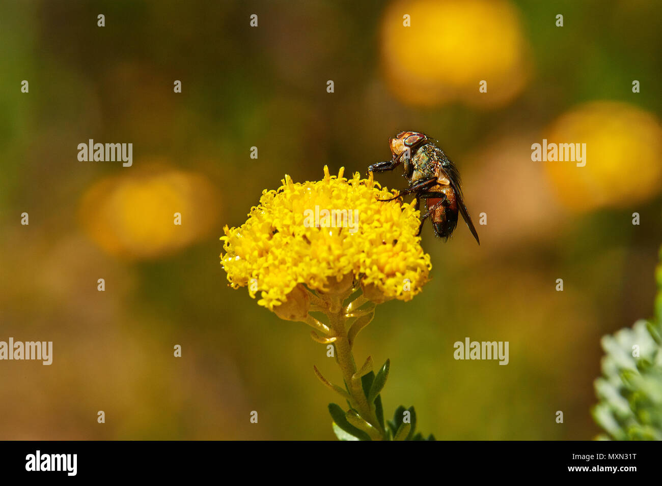 Fly pollinating Stinkweed Stock Photo - Alamy