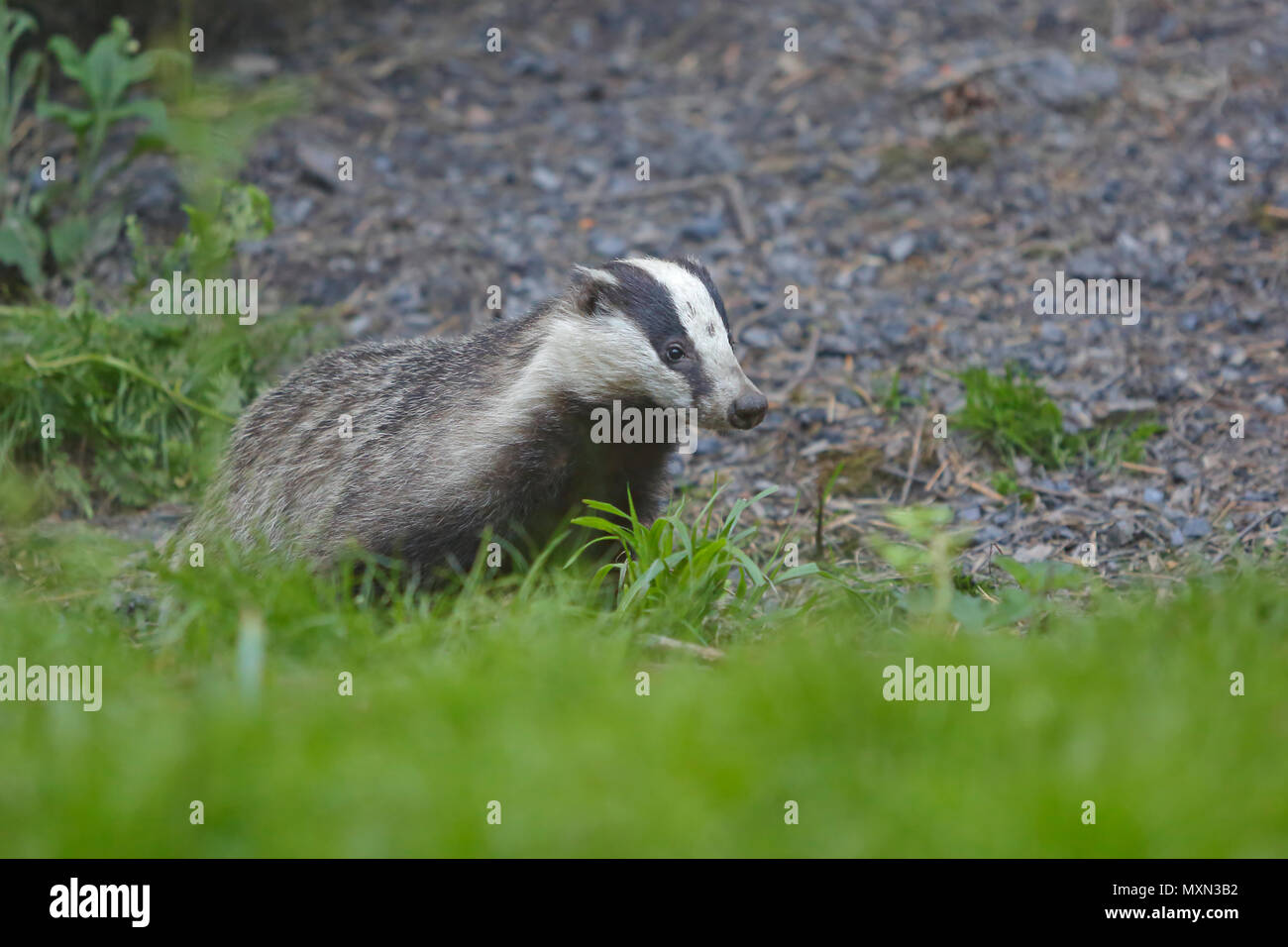 Adult Badger at its sett in the Forest of Dean Stock Photo - Alamy