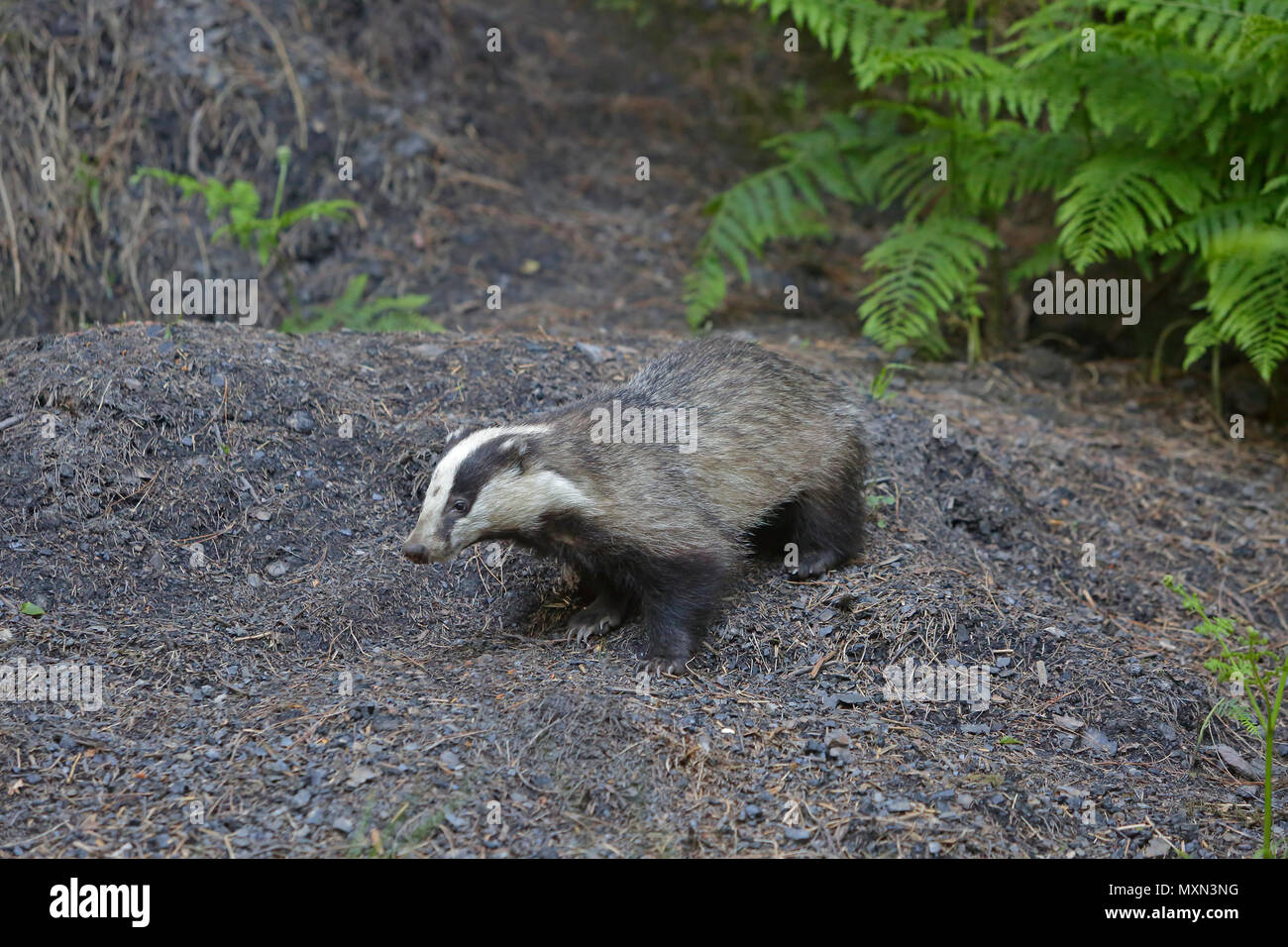 Adult Badger at its sett in the Forest of Dean Stock Photo - Alamy