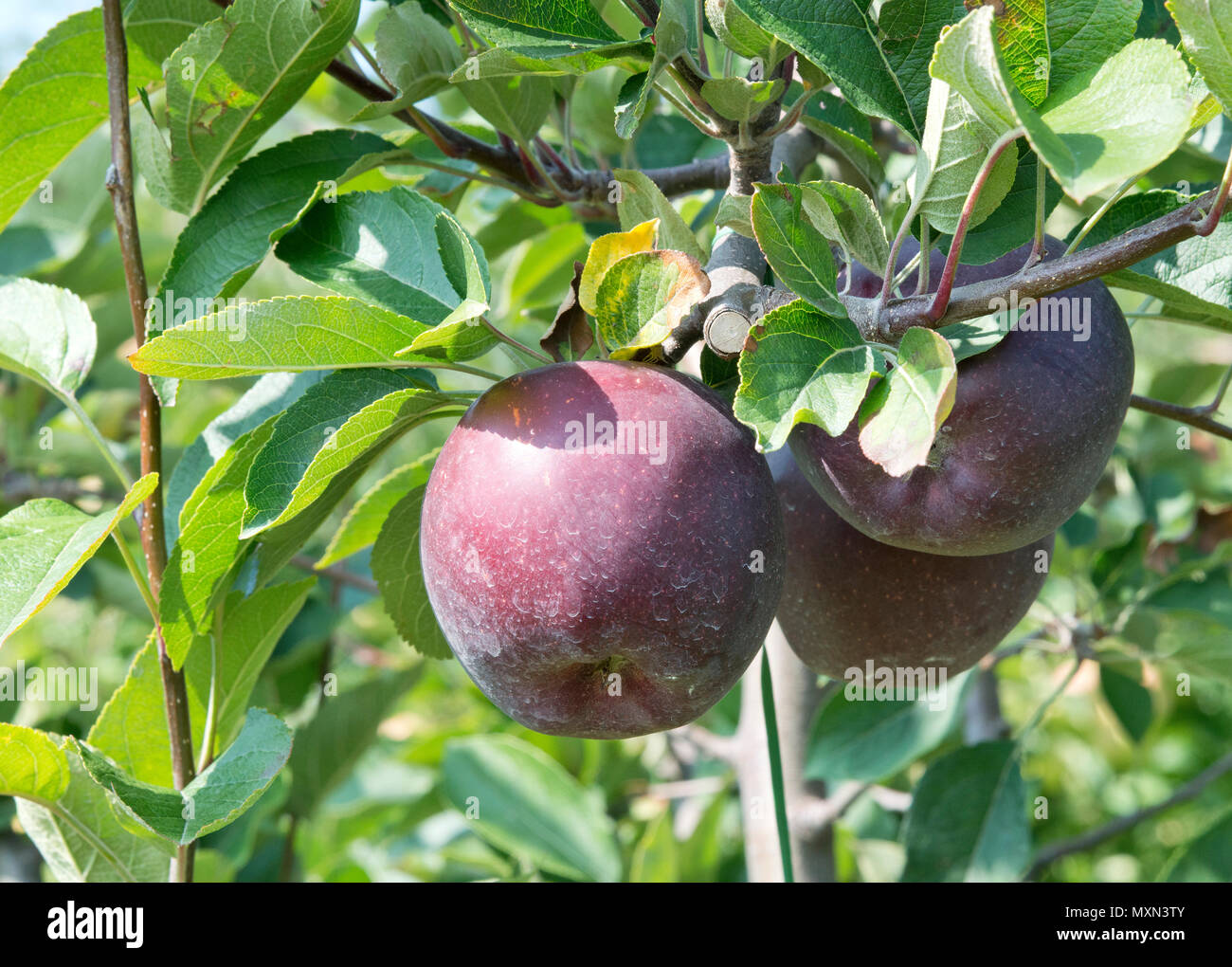 Italy, fruits of Piedmont: Langhe-Roero and Monferrato on the World ...