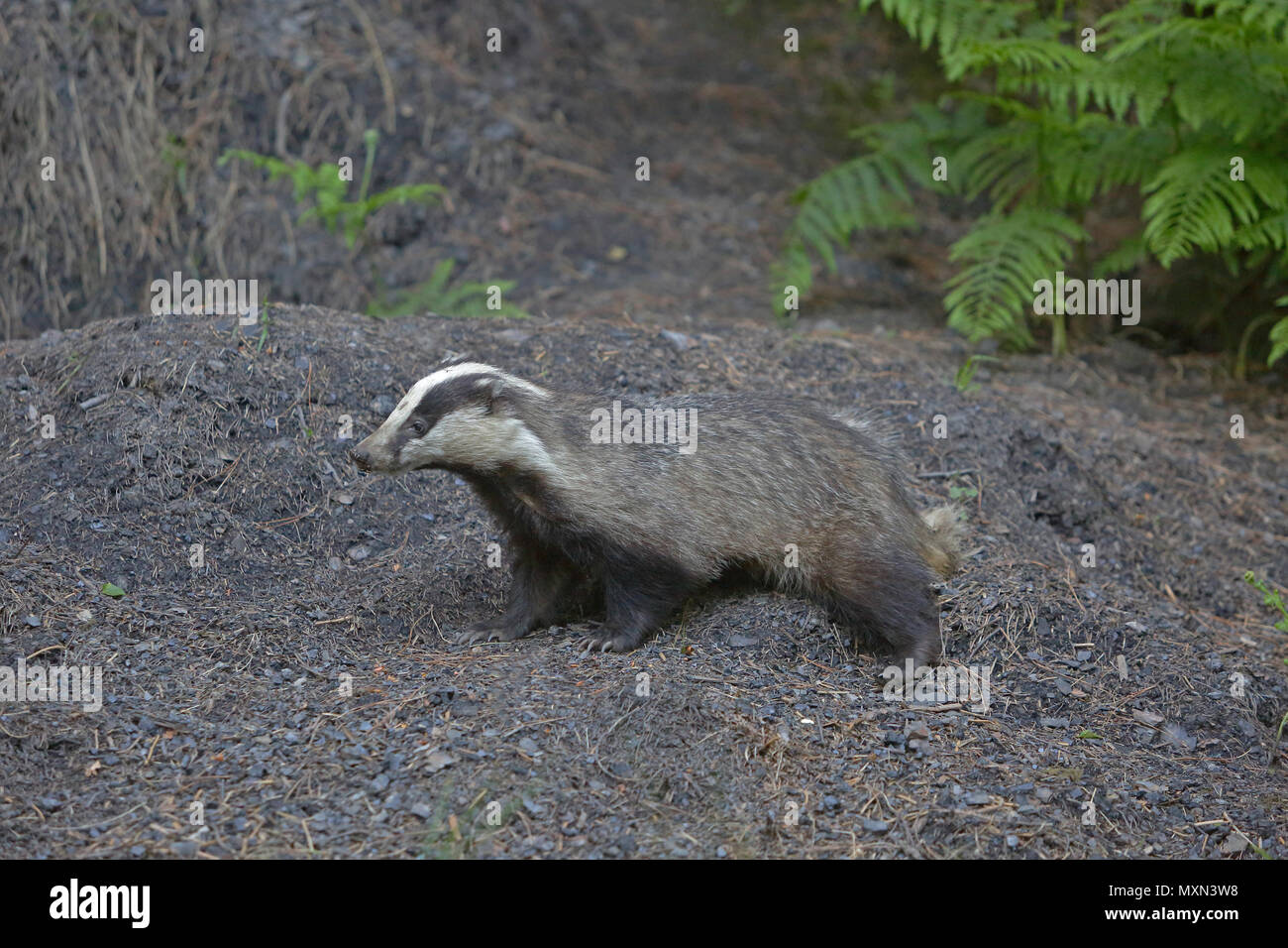 Adult Badger at its sett in the Forest of Dean Stock Photo - Alamy