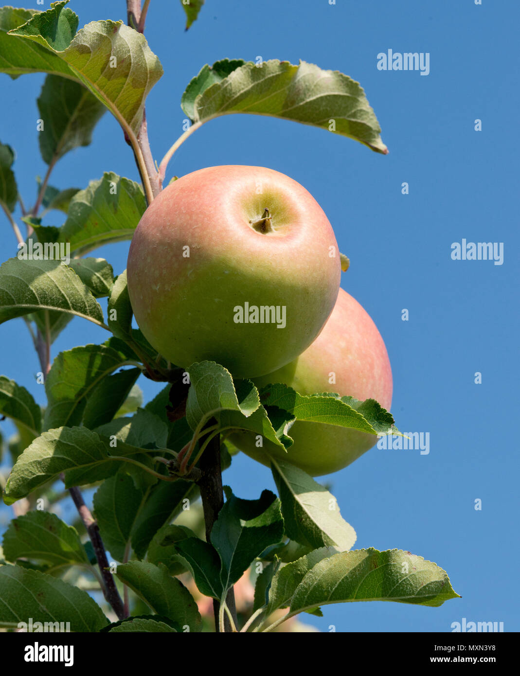 Italy, fruits of Piedmont: Langhe-Roero and Monferrato on the World ...