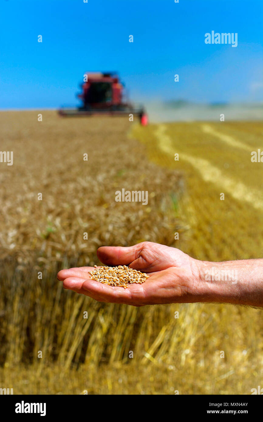 Harvester hand hi-res stock photography and images - Alamy