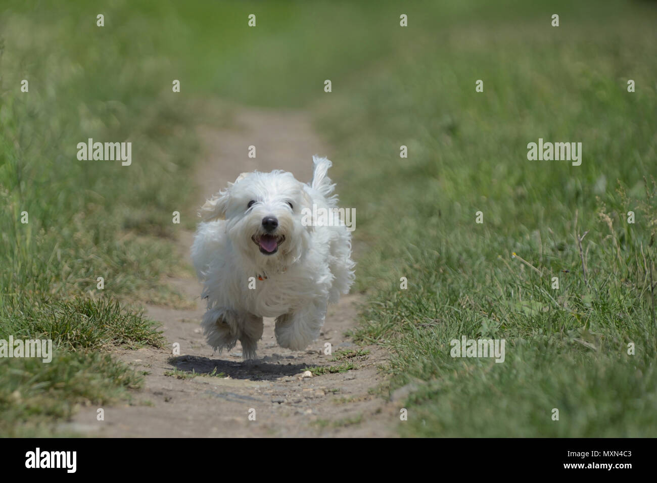 Maltese dog running and jumping on path Stock Photo - Alamy