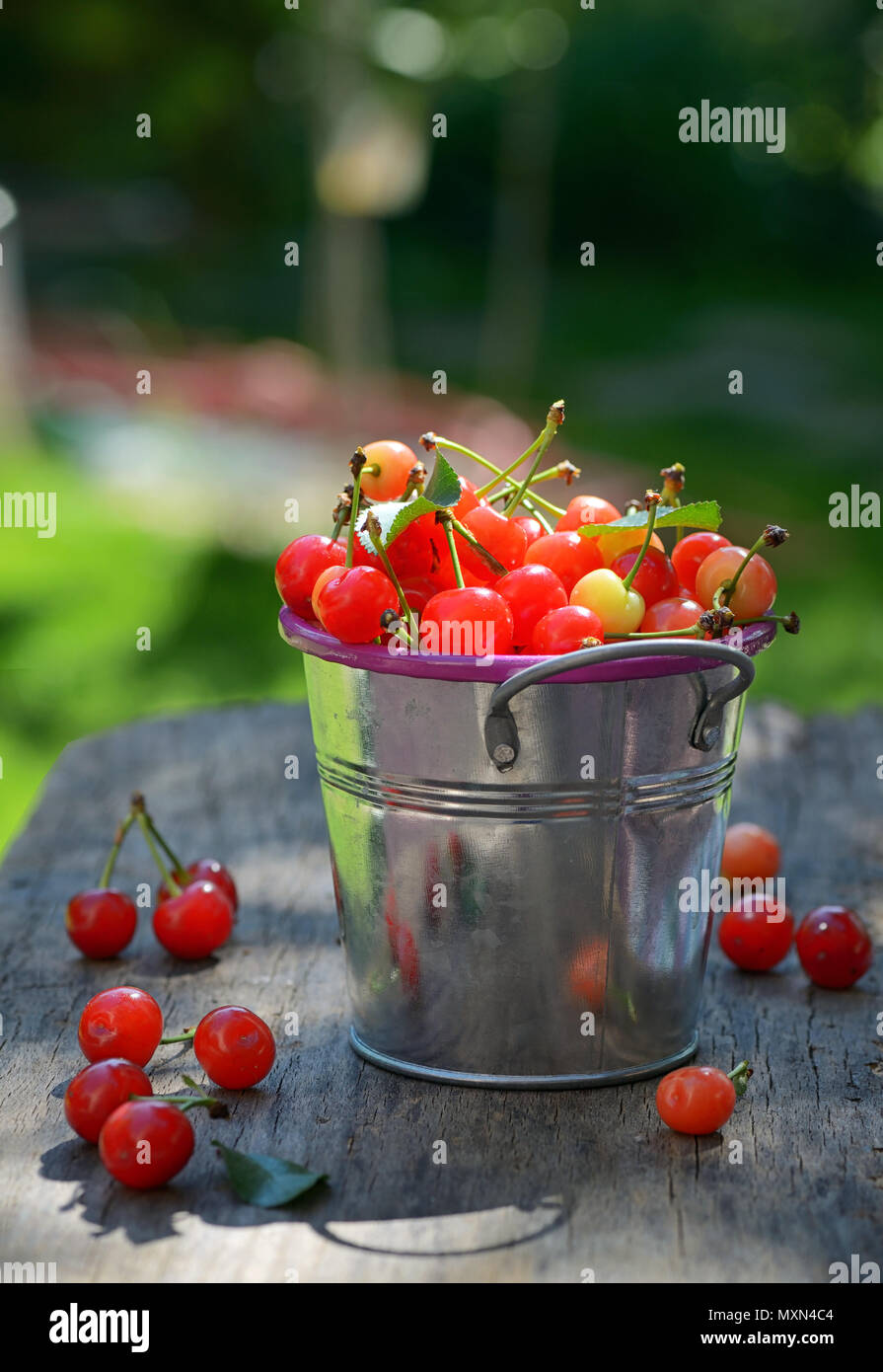 Ripe sweet cherry in small bucket Stock Photo - Alamy