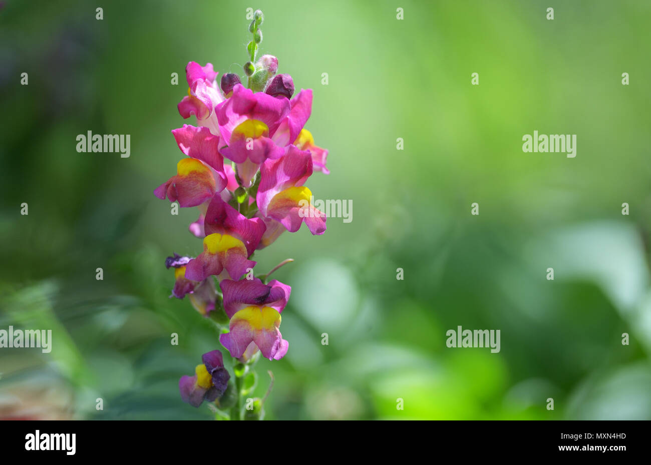 Red snap dragon plant hi-res stock photography and images - Alamy