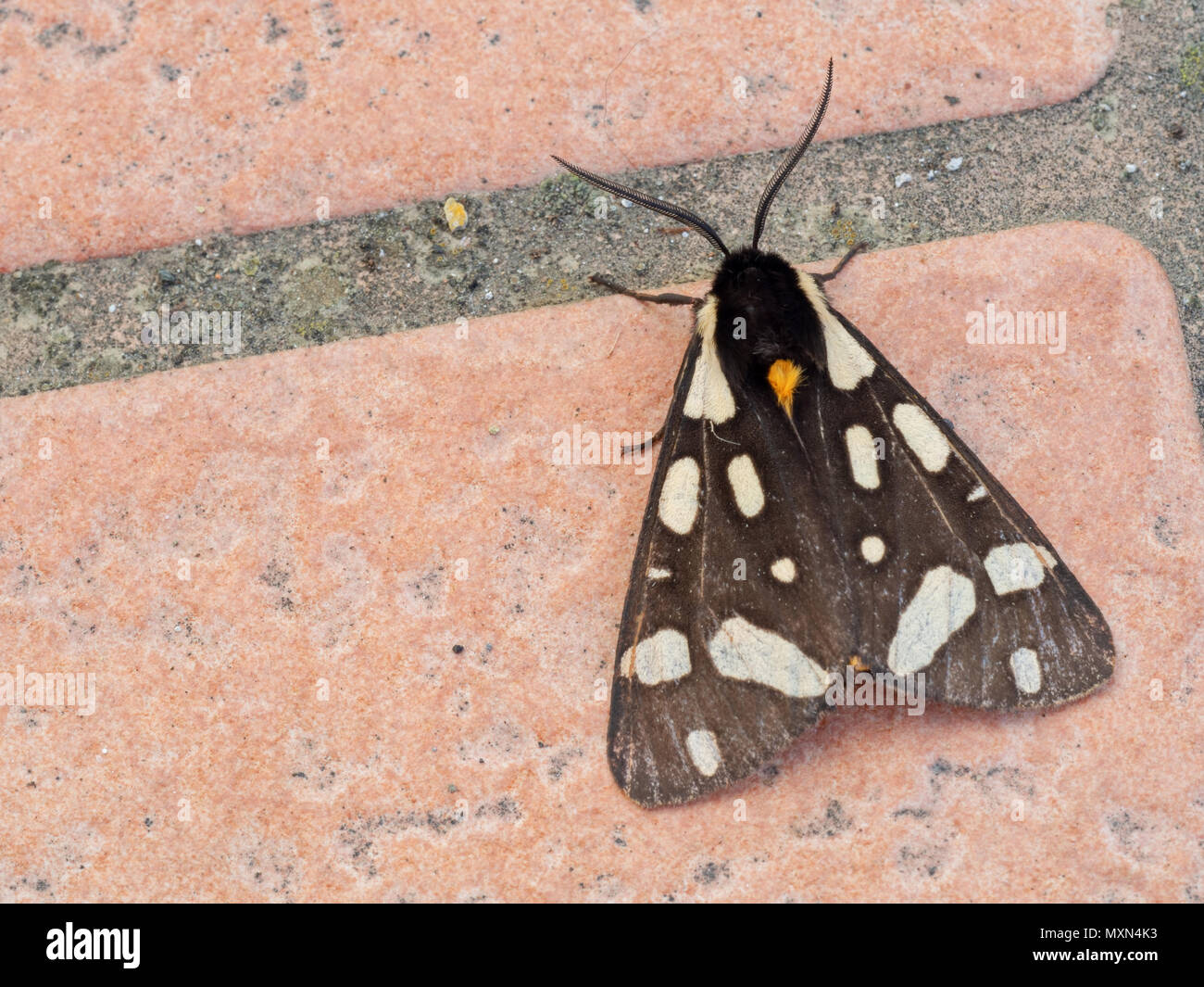 European moth. Cream spot tiger moth. Arctia villica Stock Photo - Alamy