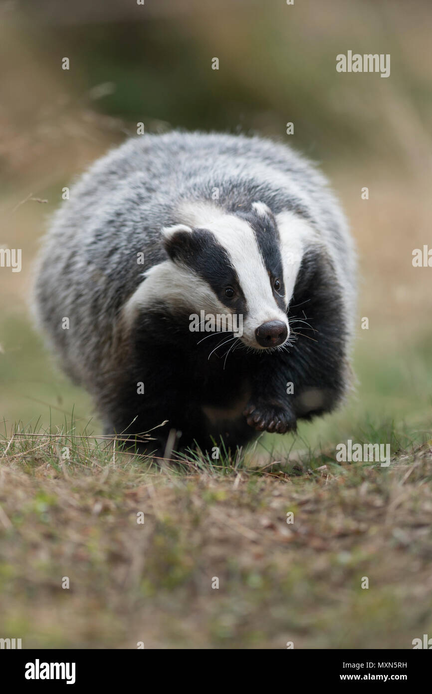 Badger eurasian hi-res stock photography and images - Alamy