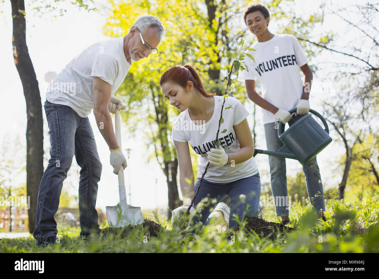Enthusiastic three volunteers pouring in tree Stock Photo - Alamy