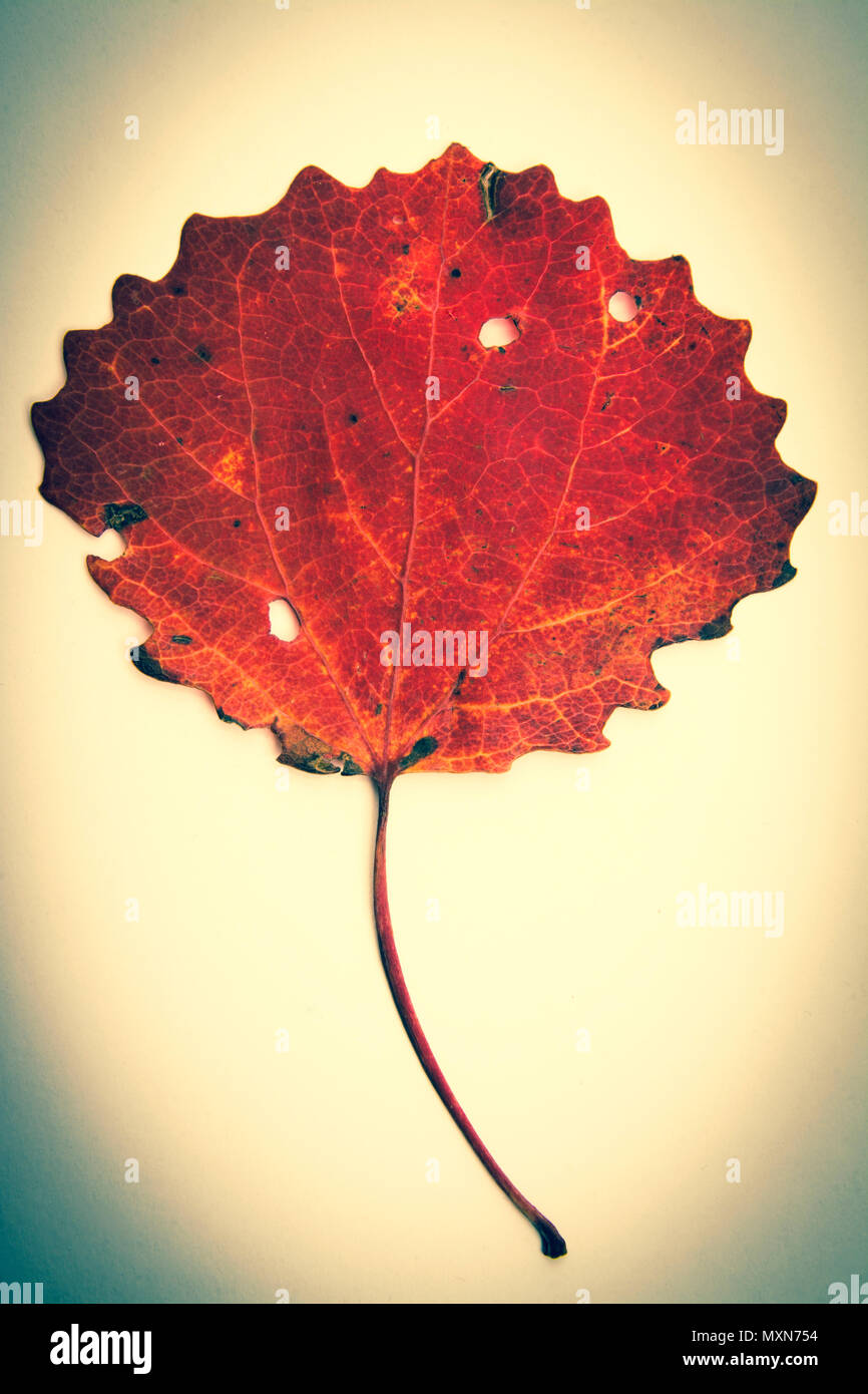 Bright red leaf with holes captured on a light background showcasing ...