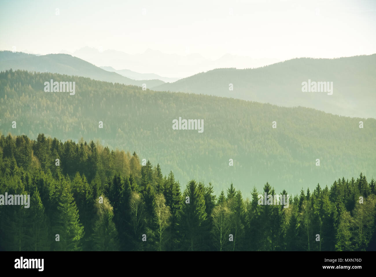 Mountain landscape with spruce and pine trees in the Austrian Alps ...