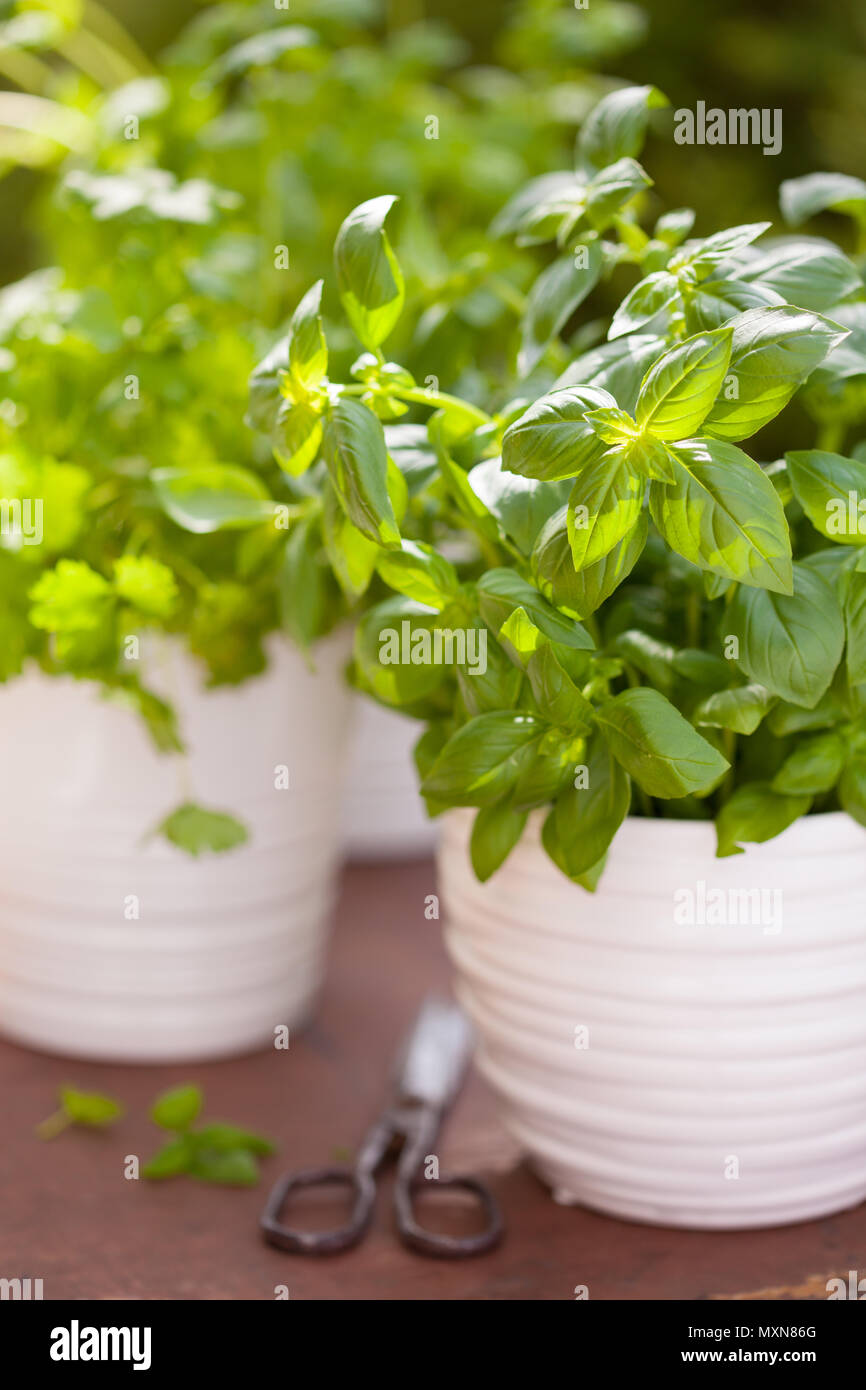 Parsley mint hi-res stock photography and images - Alamy