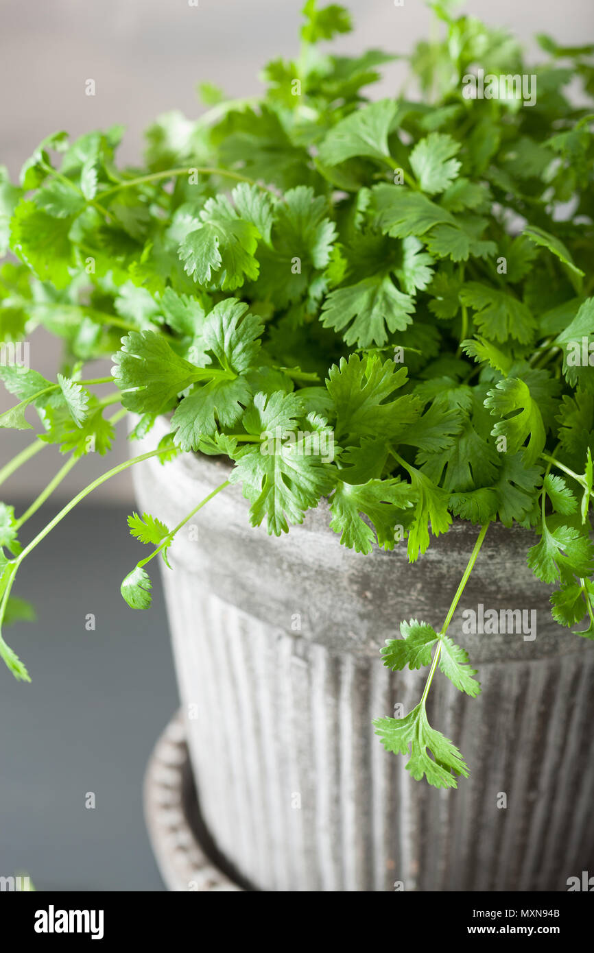 fresh cilantro herb in pot Stock Photo - Alamy