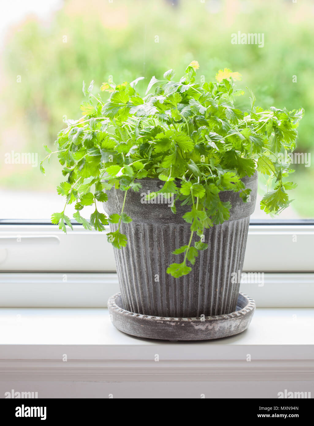 Coriander pot window hi-res stock photography and images - Alamy