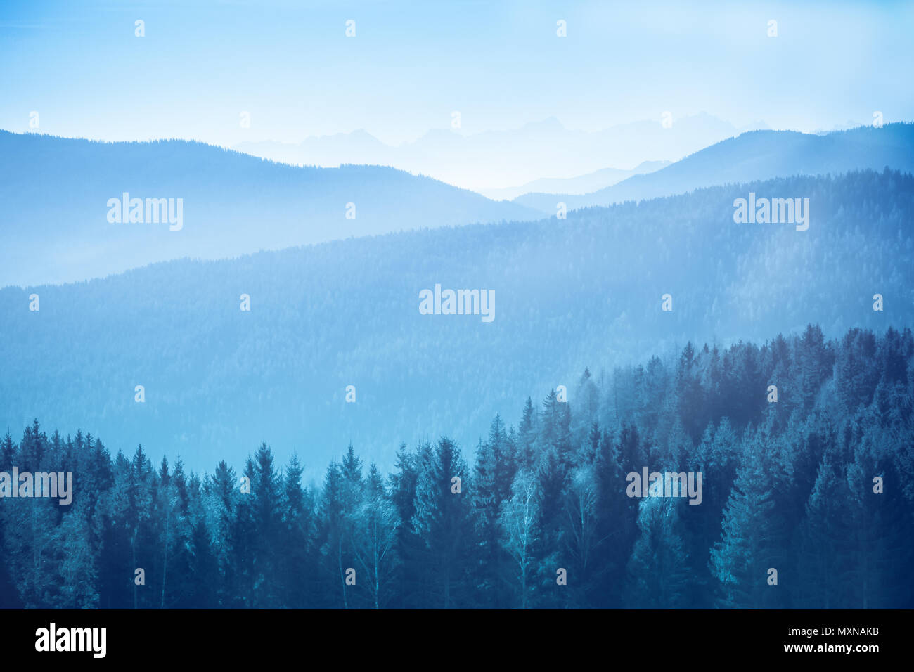 Mountain landscape with spruce and pine trees in the Austrian Alps ...
