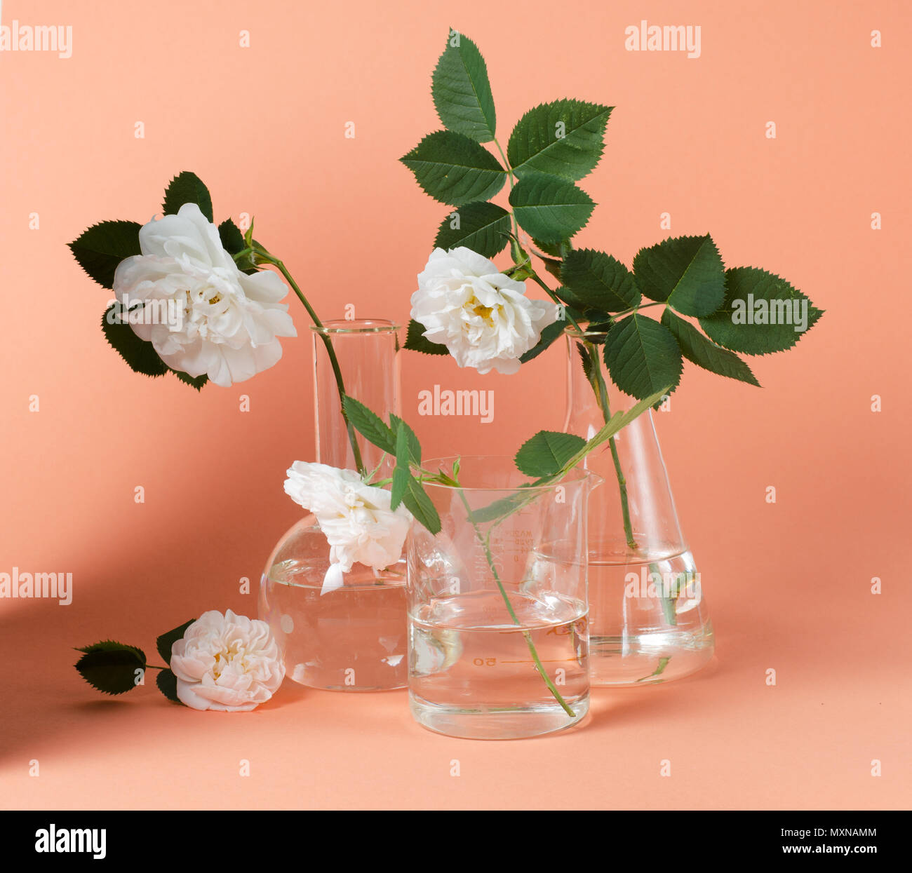 White rose in laboratory flask on a pink background. Hipster style ...