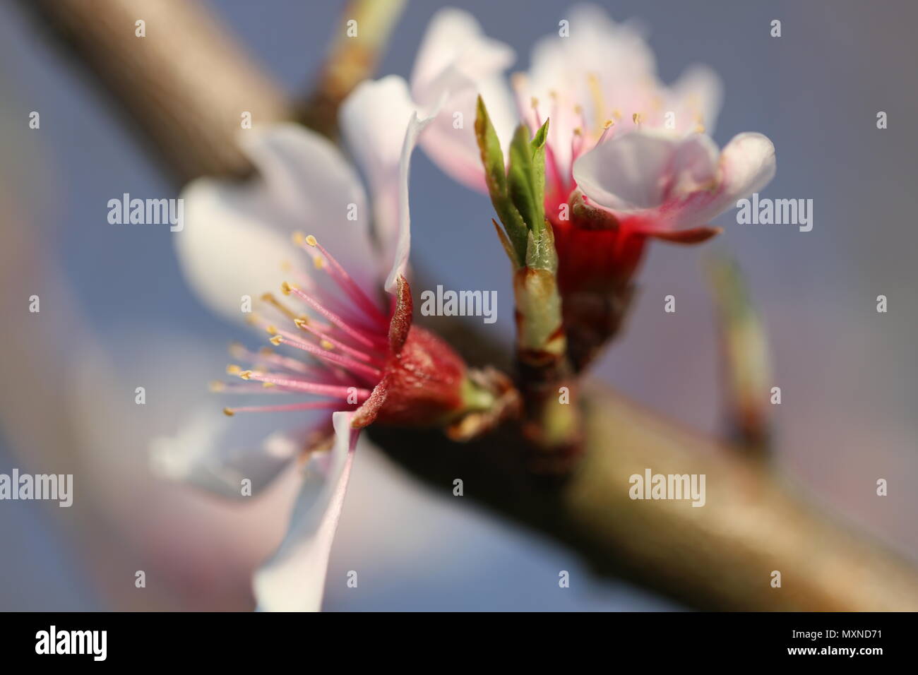 Almond blossom almond tree Stock Photo - Alamy