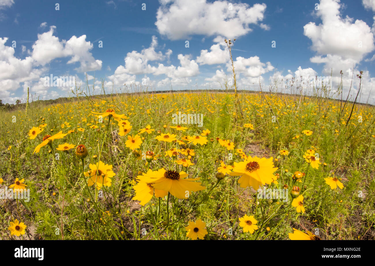 Yellow Florida Tickseed or Coreopsis floridana in bloom in Myakka River ...