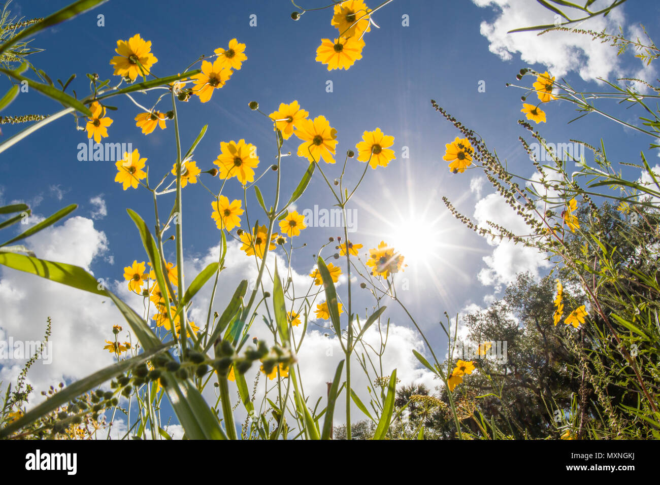 Yellow Florida Tickseed (Coreopsis floridana) in bloom from underneath ...