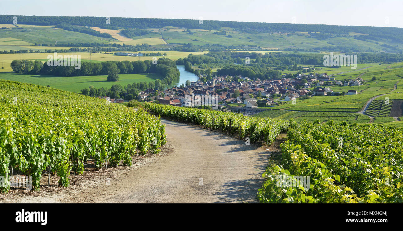 Cumieres (north-eastern France). Rural landscape and Champagne ...