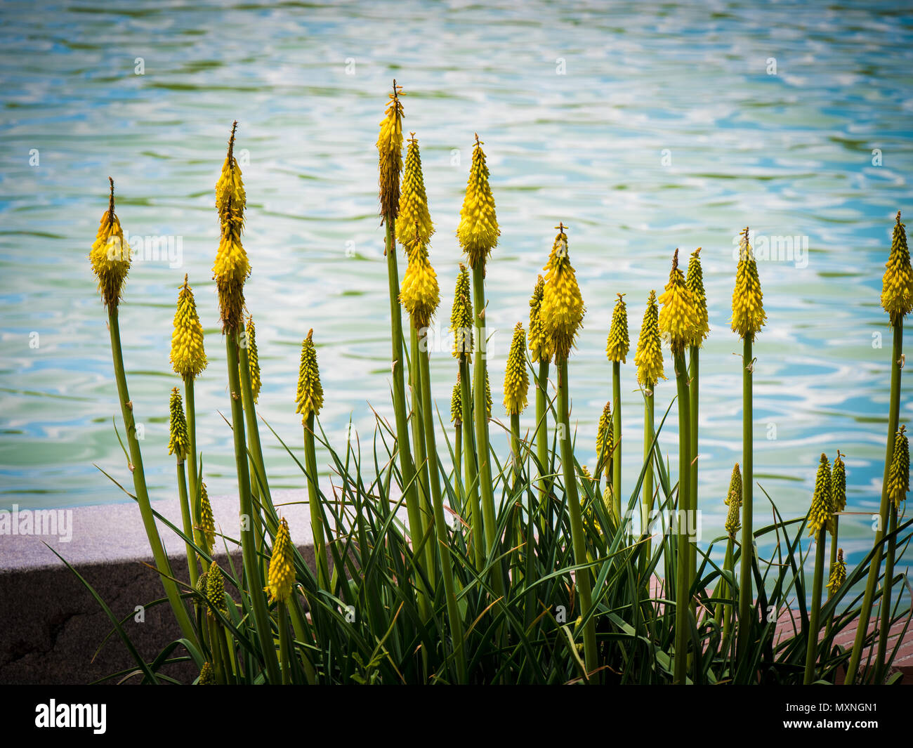 Flowers on the banks of a river Stock Photo - Alamy