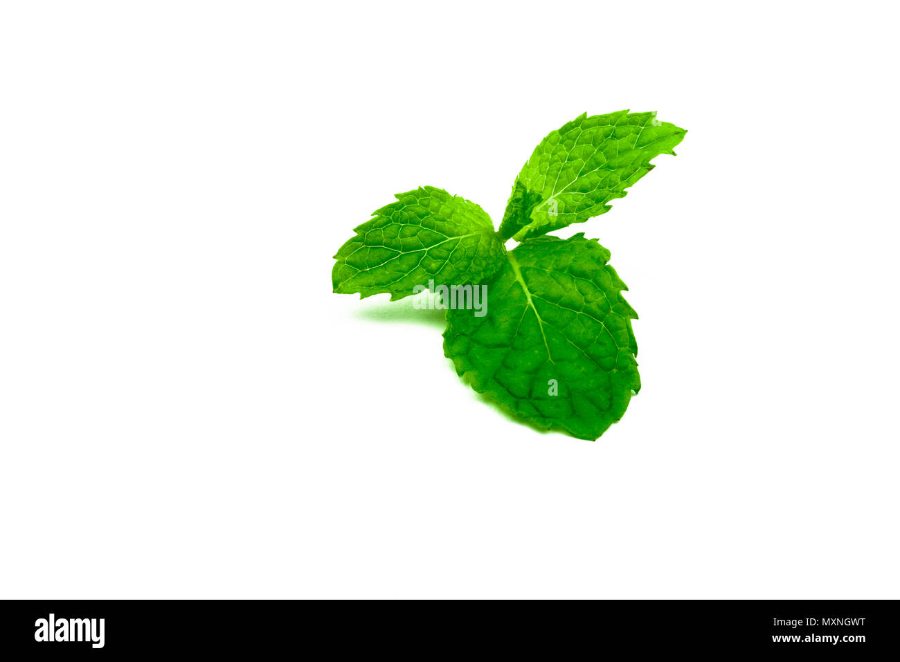 Kitchen mint leaf isolated on white background. Green peppermint ...