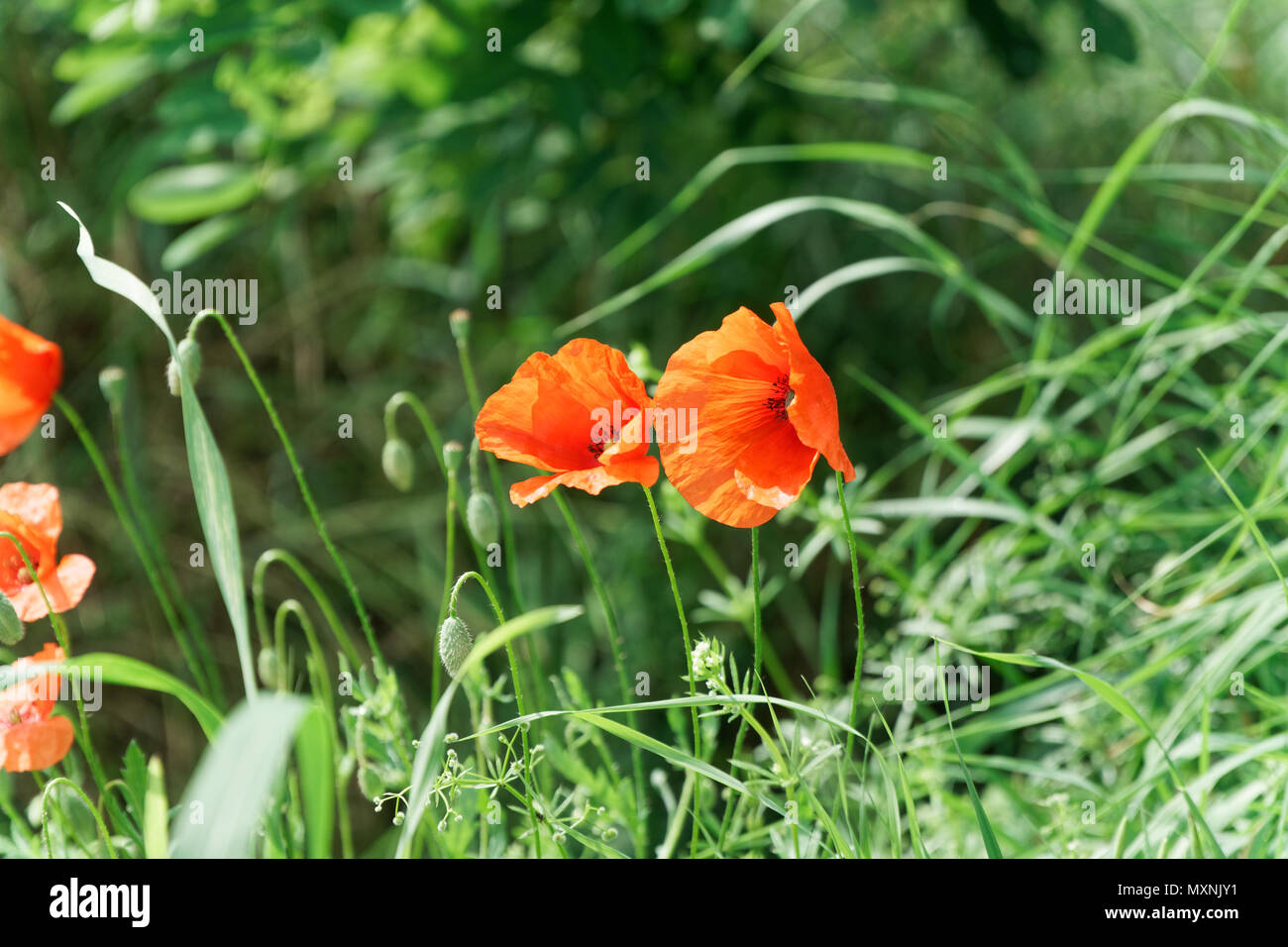 Red poppy flower on spring fresh green field, sunny day Stock Photo - Alamy